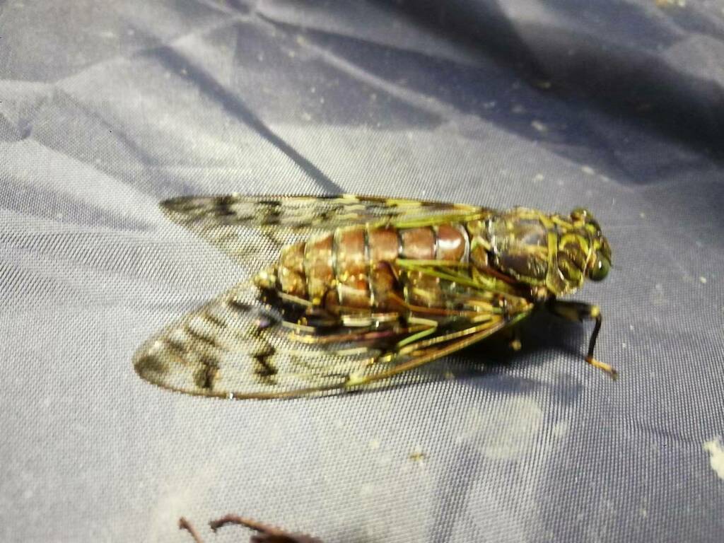 Pomponia from 中国贵州省黔东南苗族侗族自治州雷山县 on July 09, 2022 at 11:50 PM by ysllh ...