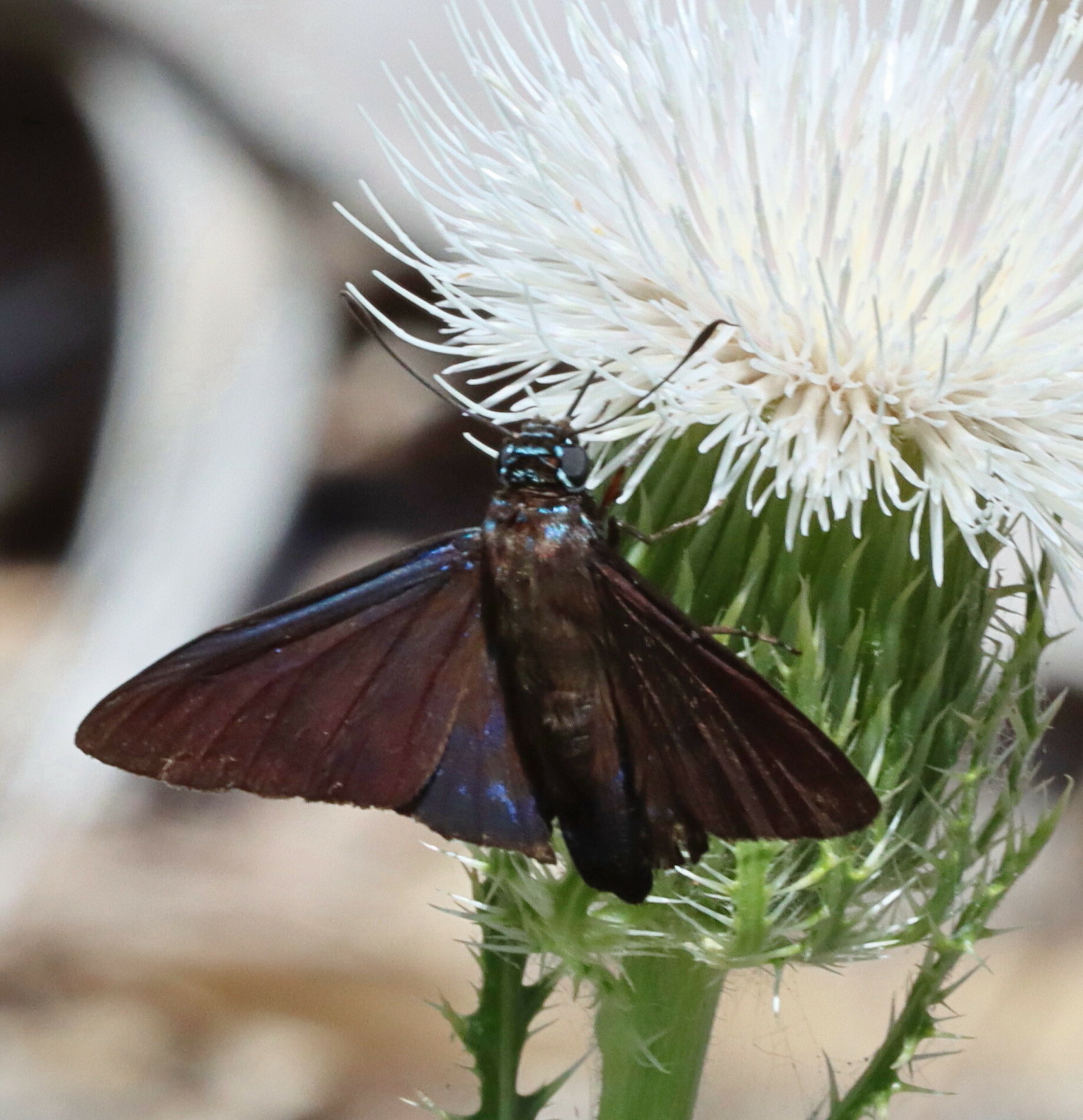 Phocides pigmalion (Cramer, 1779)
