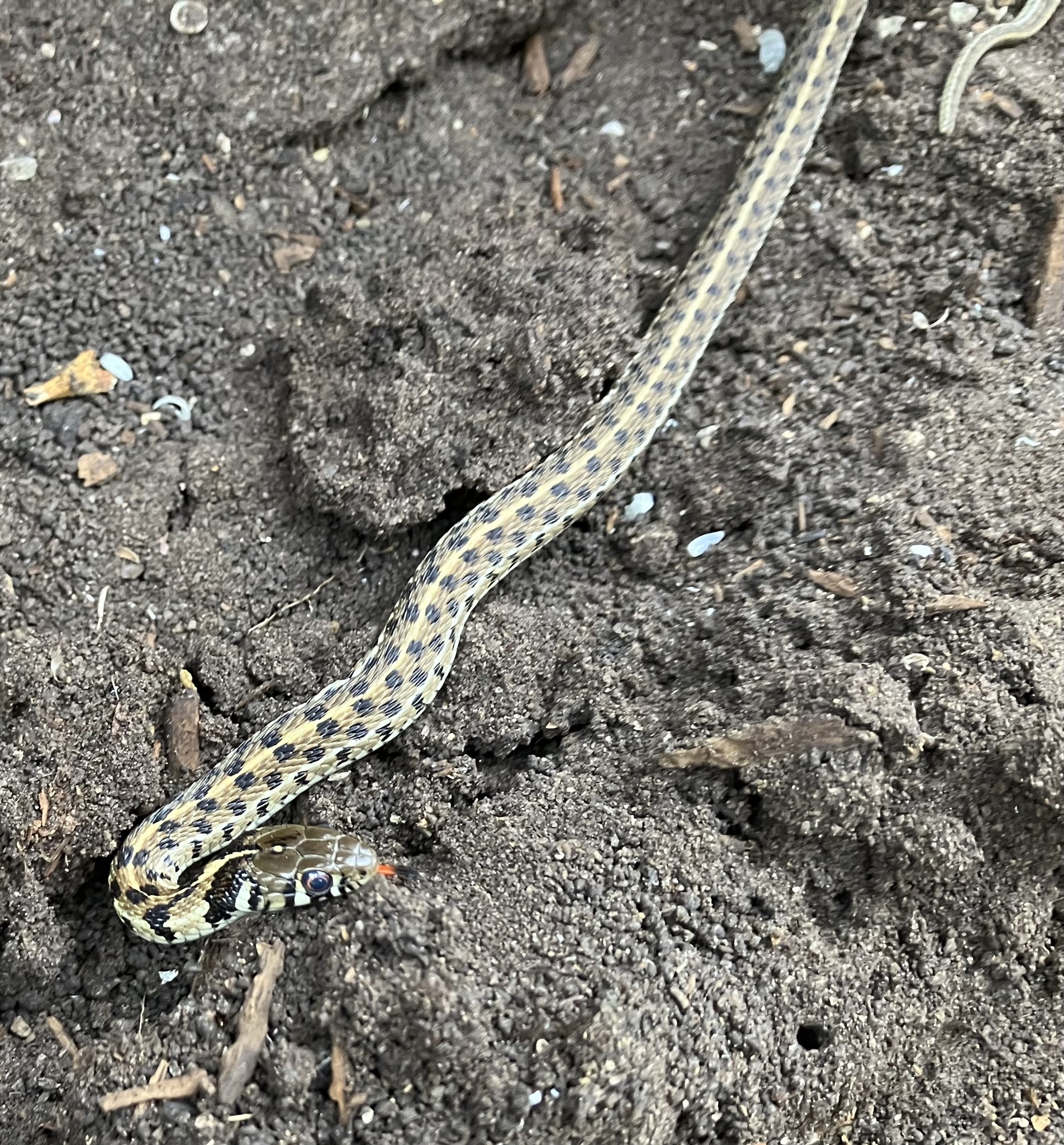 Thamnophis marcianus (Baird & Girard, 1853)