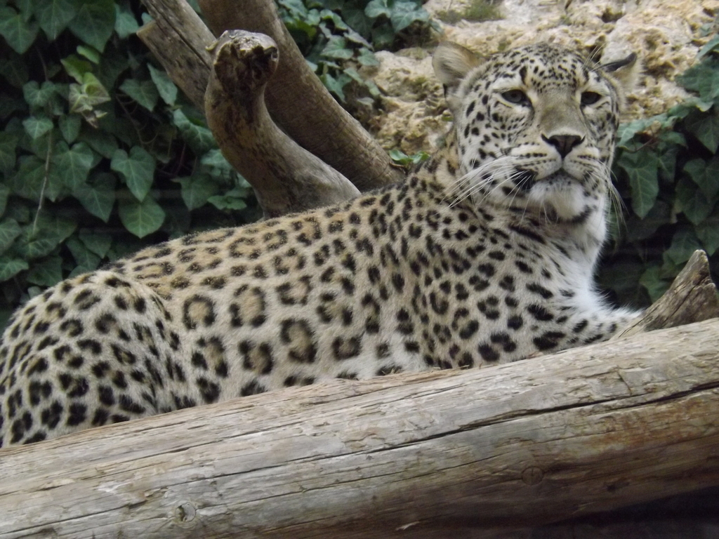 Persian Leopard (Panthera pardus tulliana) - Know Your Mammals