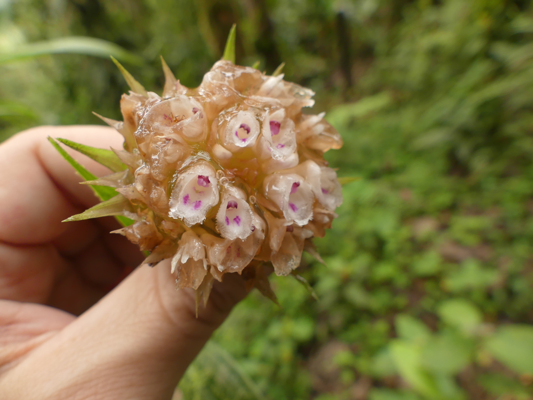 Elleanthus capitatus (Poepp. & Endl.) Rchb.f.