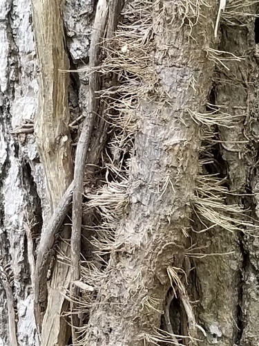 Observations by kyle_chelius · iNaturalist