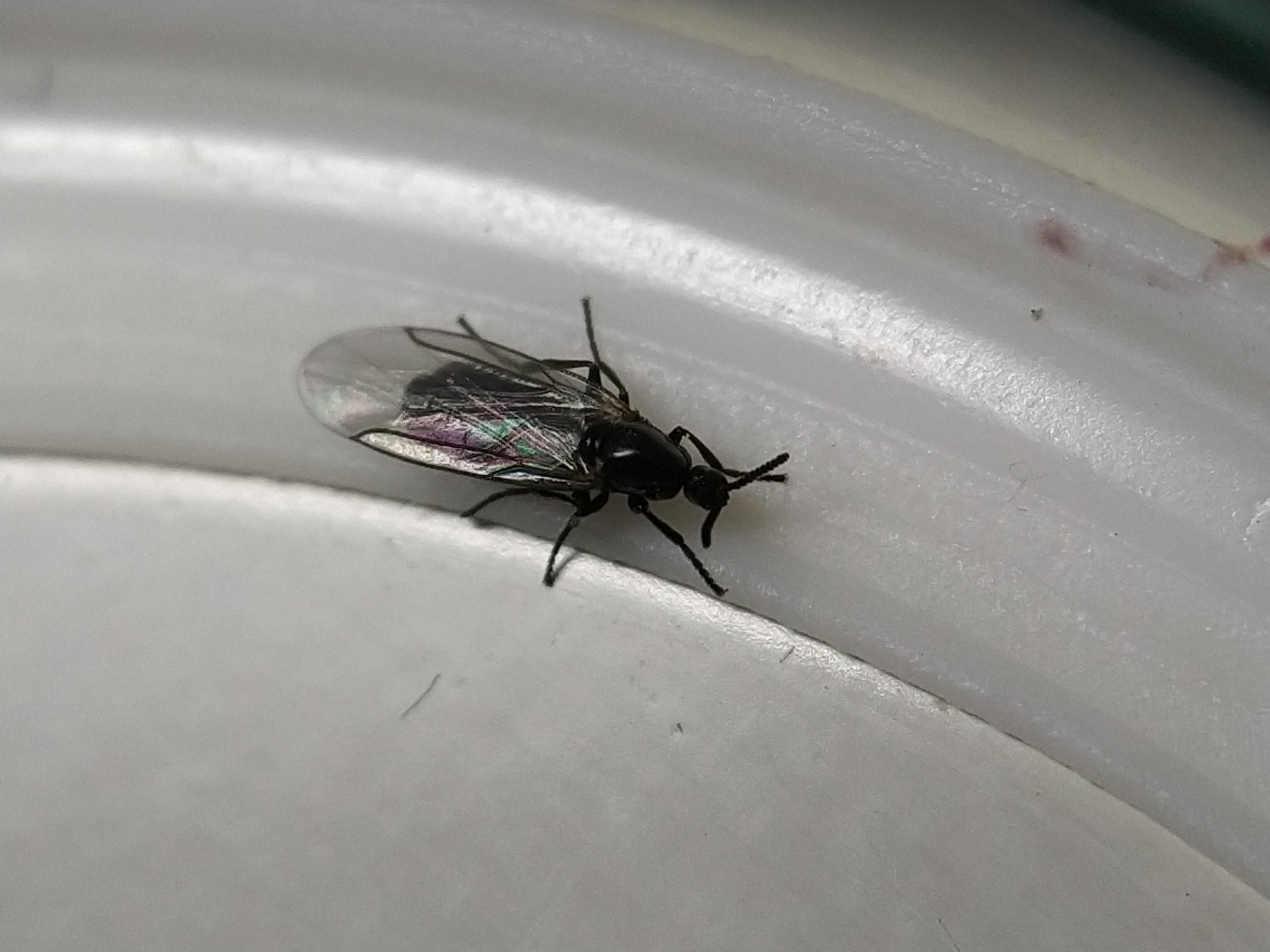 Scatopse notata (Linnaeus, 1758)
