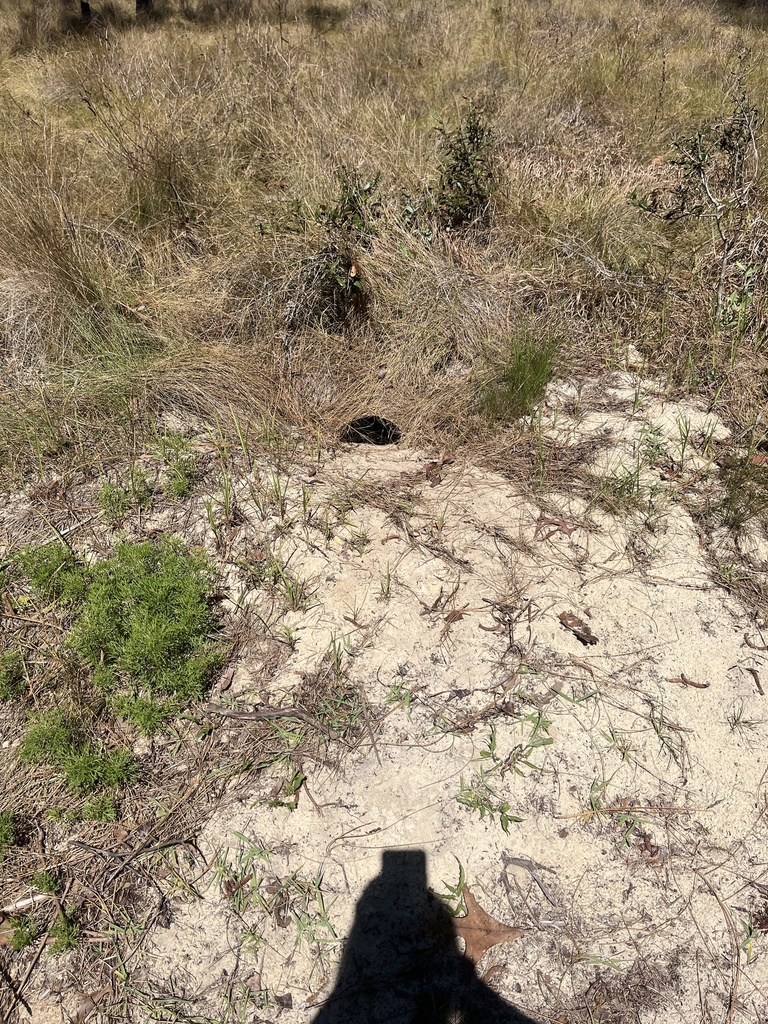Gopher Tortoise in March 2023 by monicareusche · iNaturalist