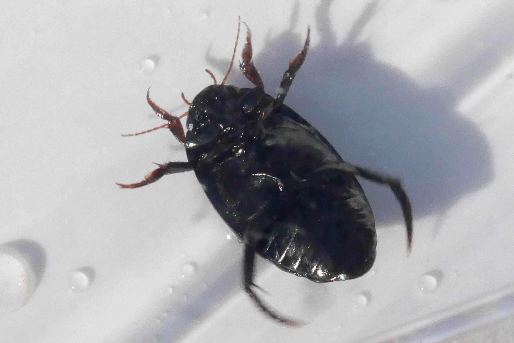 Agabus bipustulatus (Linnaeus, 1767)