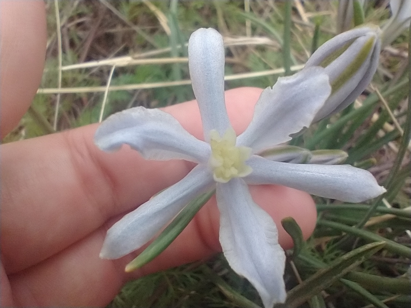 Androstephium coeruleum (Scheele) Greene