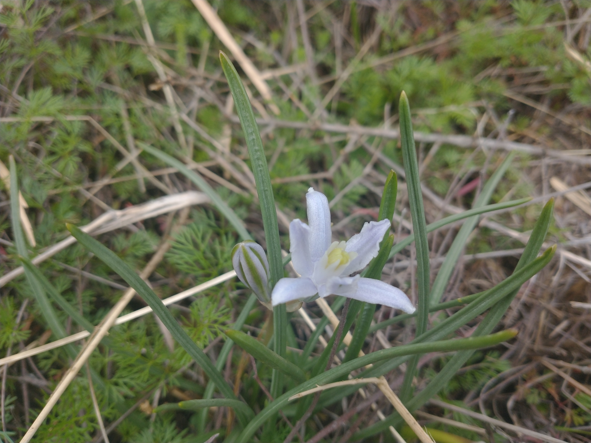 Androstephium coeruleum (Scheele) Greene