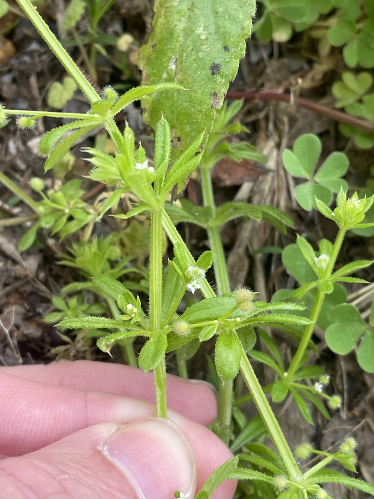 catchweed bedstraw from Cedar Hill State Park, Cedar Hill, TX, US on ...