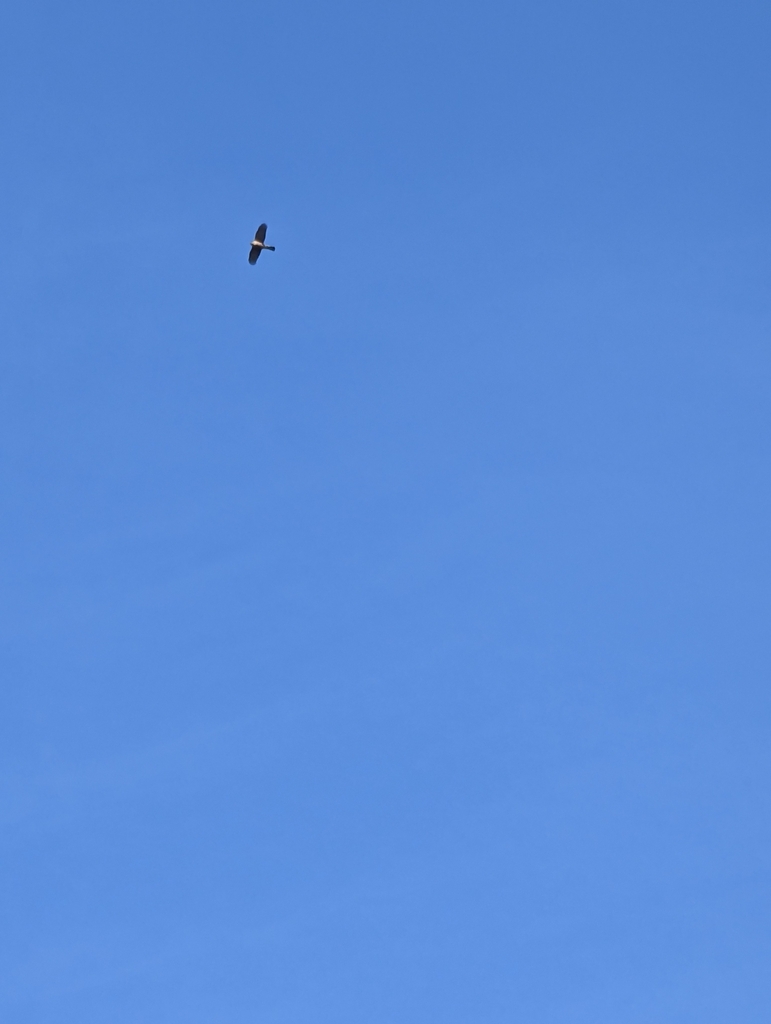Sharp-shinned Hawk from Victoria, BC V8P 1R3, Canada on March 16, 2023 ...