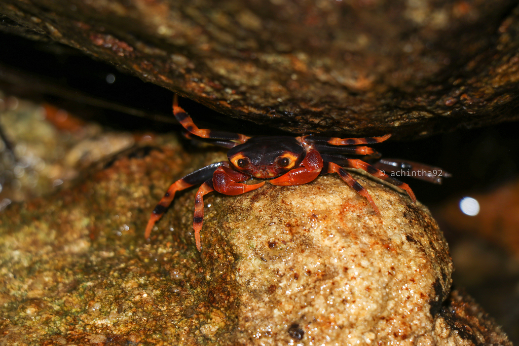 Sri Lanka Tree-climbing Crab from Hiniduma, Sri Lanka on September 4 ...