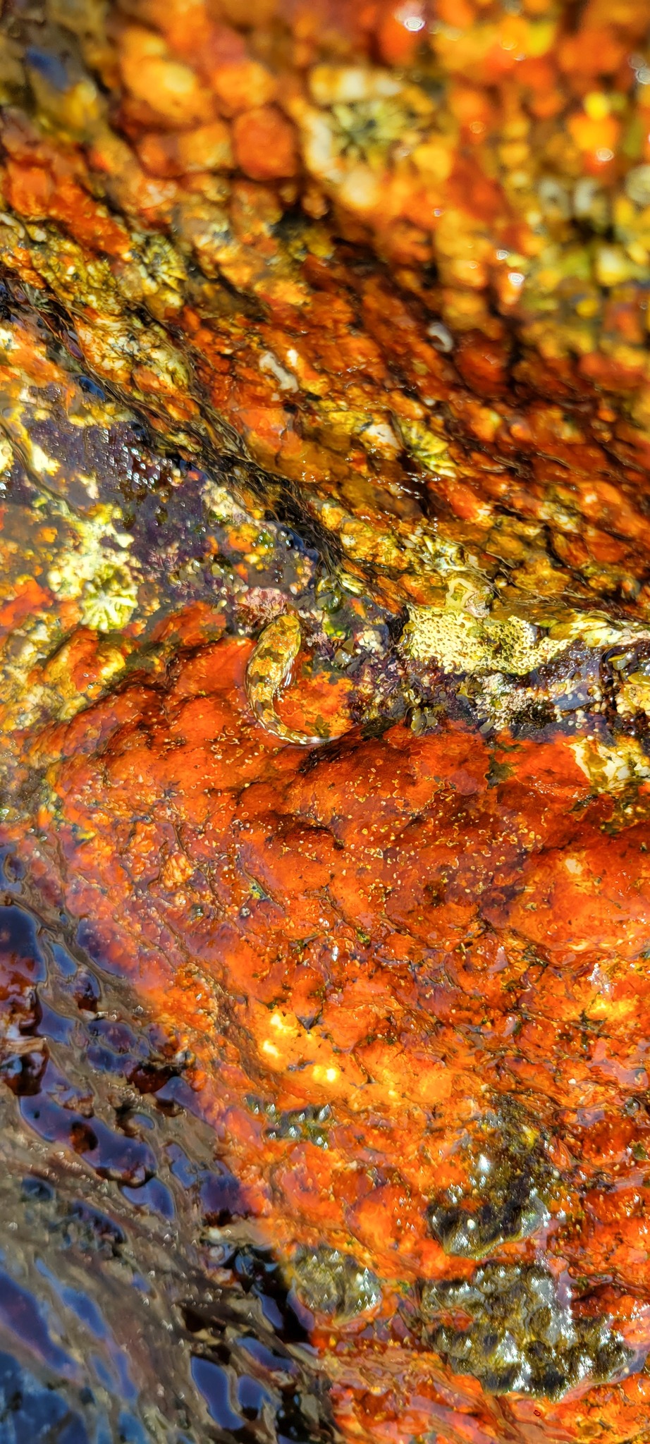 Tomicodon zebra (Jordan & Gilbert, 1882)