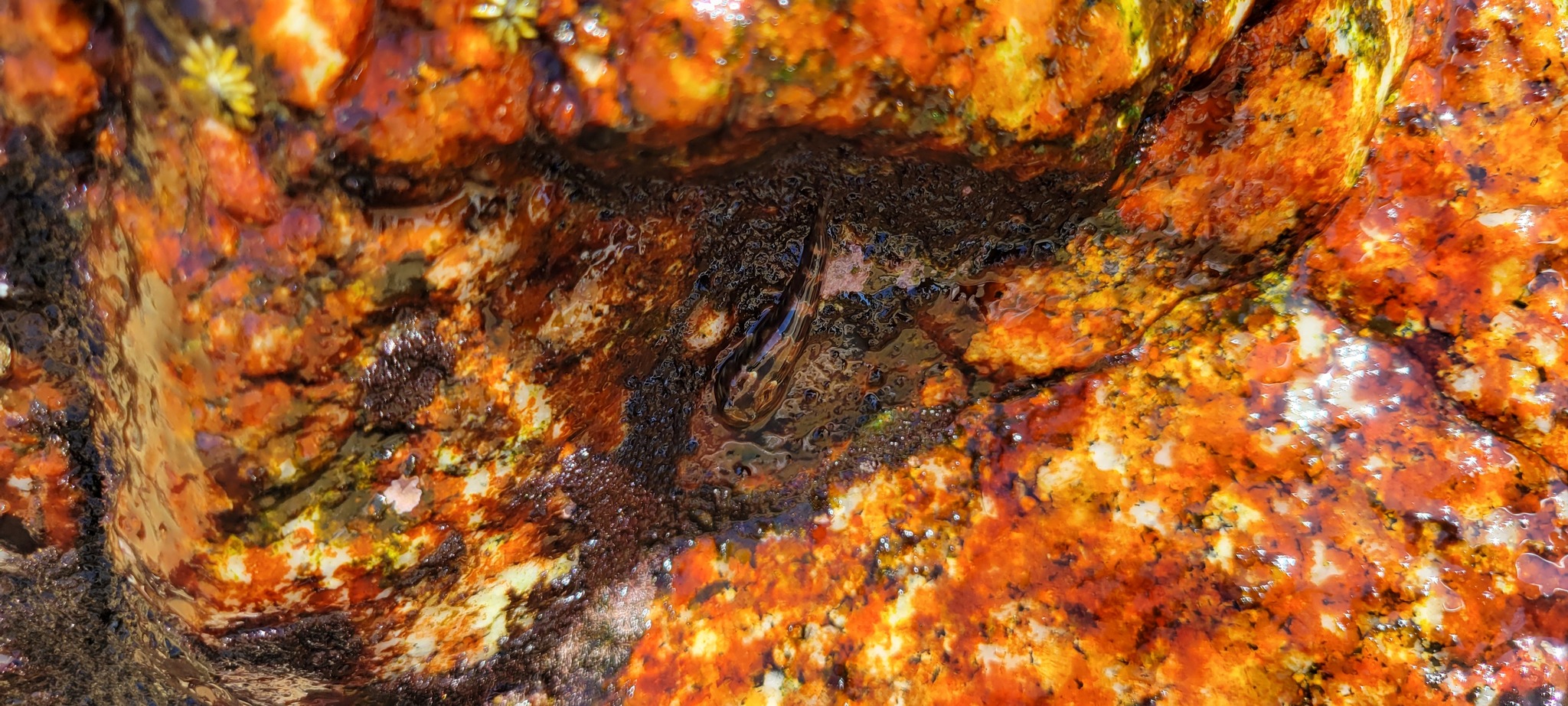 Tomicodon zebra (Jordan & Gilbert, 1882)