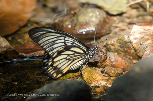 Chilasa veiovis · iNaturalist