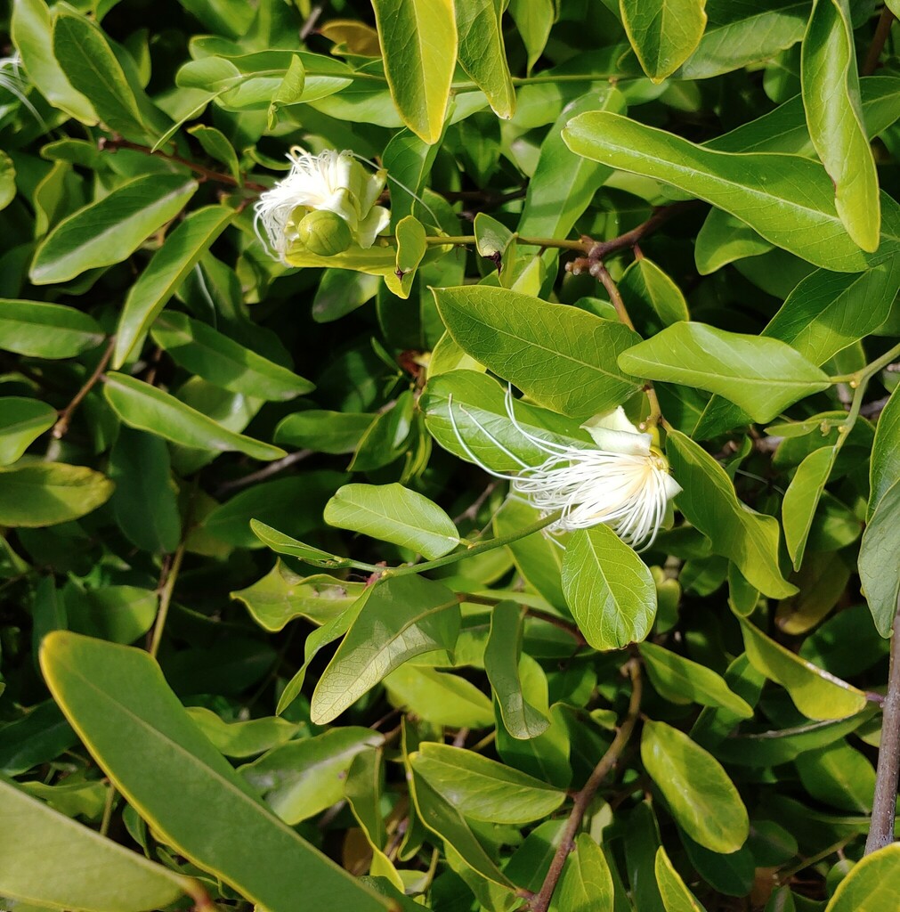 bay-leaved caper from Central, St John 00830, USVI on December 1, 2021 ...