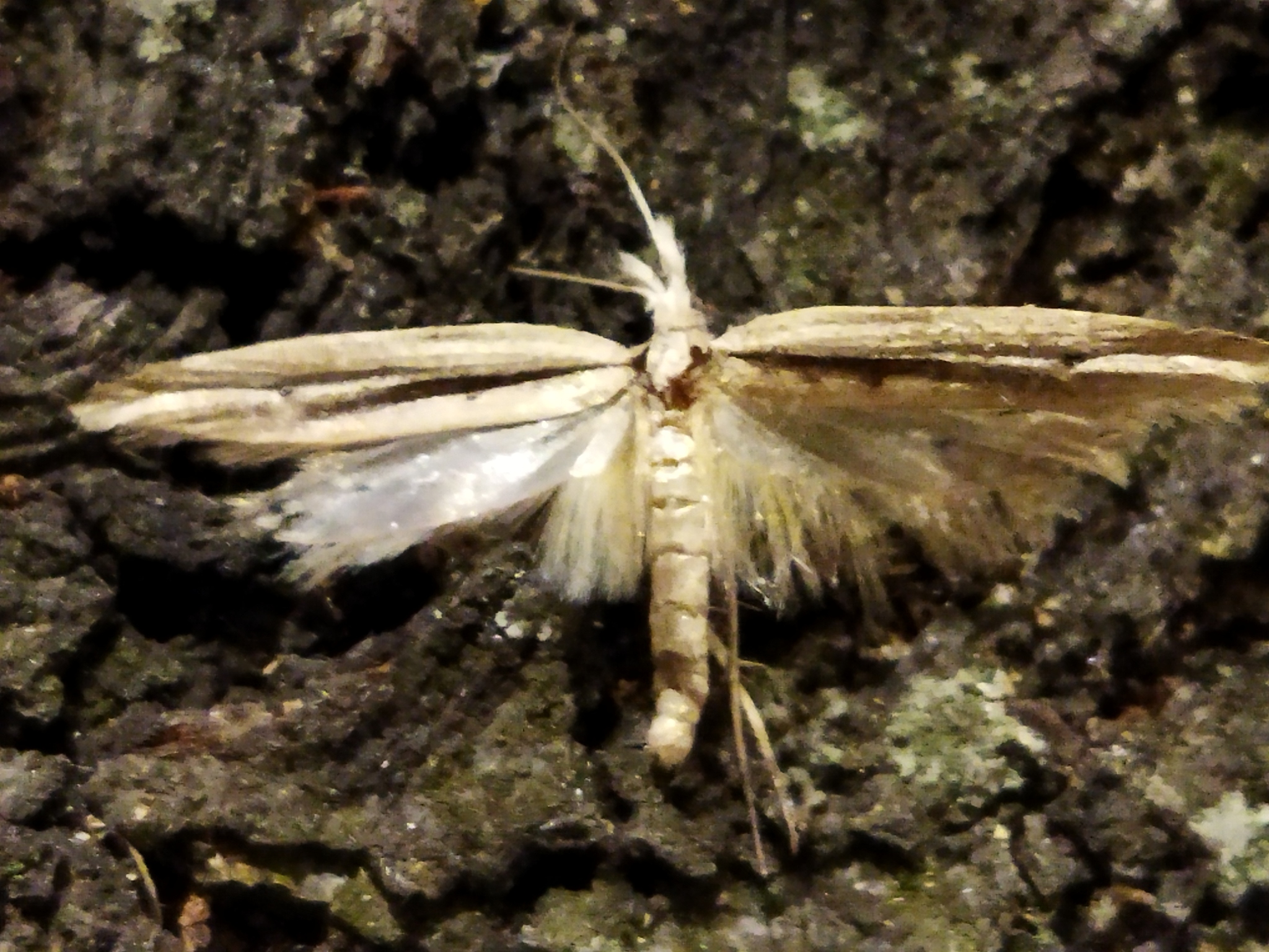 Ypsolopha mucronella (Scopoli, 1763)