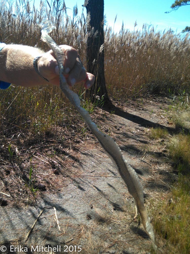 Colubrid Snakes from Currituck, North Carolina, United States on ...