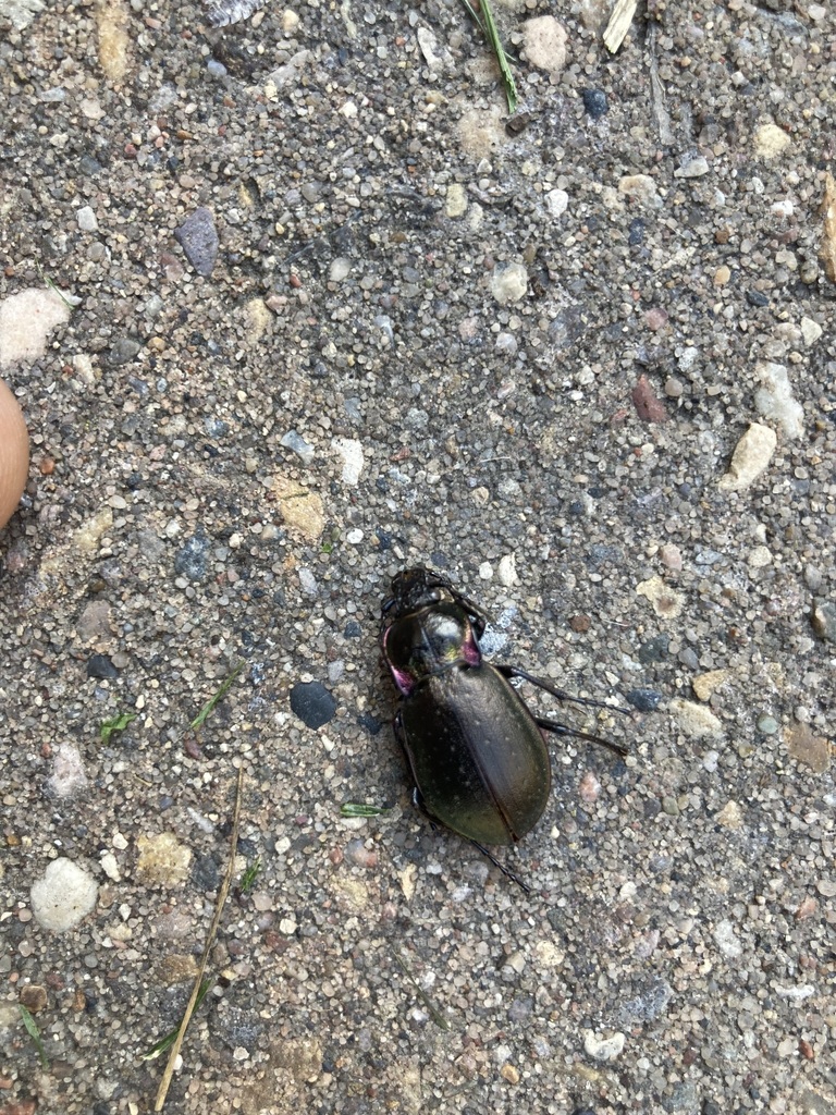 Bronze Ground Beetle from Southwest Calgary, Calgary, AB, Canada on ...
