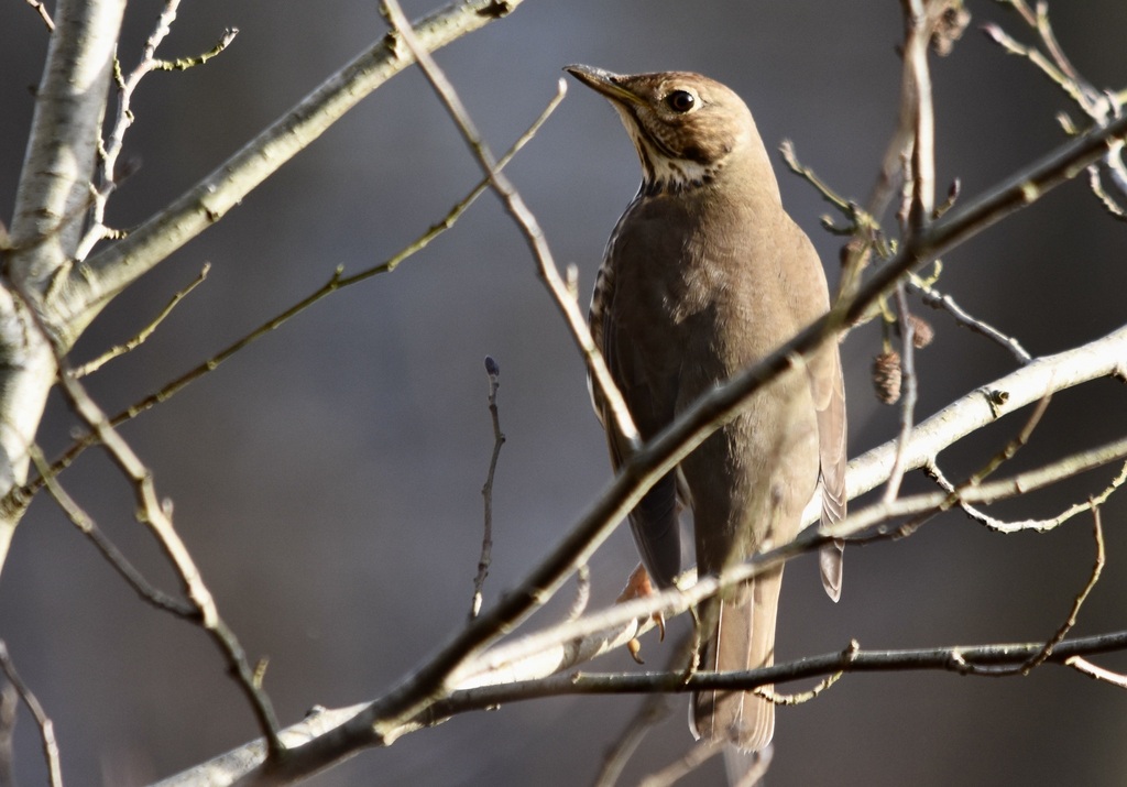 Song Thrush from Watermael-Boitsfort, Belgique on March 16, 2023 by ...