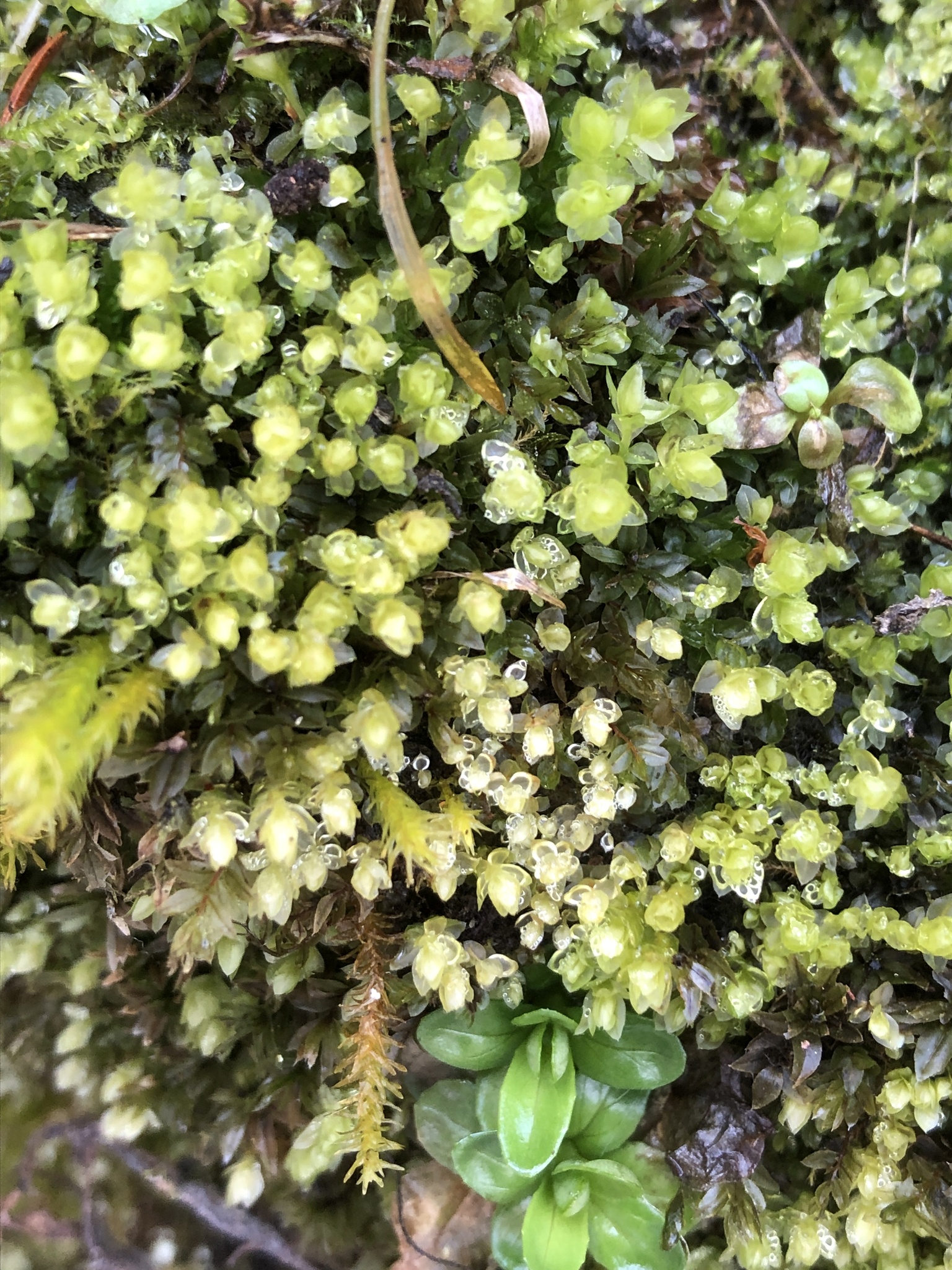 Mnium stellare Reichard ex Hedwig, 1801