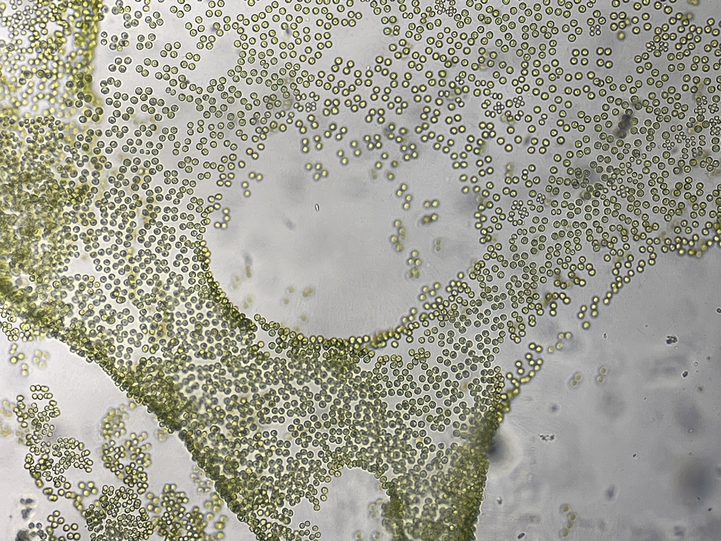 (Tetraspora lubrica) - Botanical Realm
