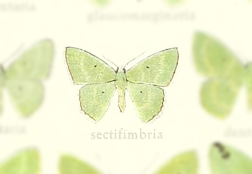 Nemoria venezuelae · iNaturalist