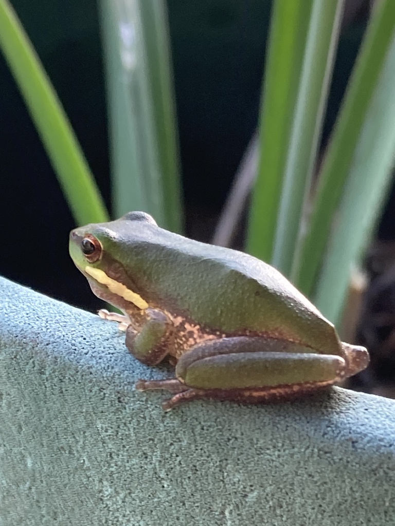Eastern Dwarf Tree Frog from Burraneer Rd, Coomba Park, NSW, AU on ...