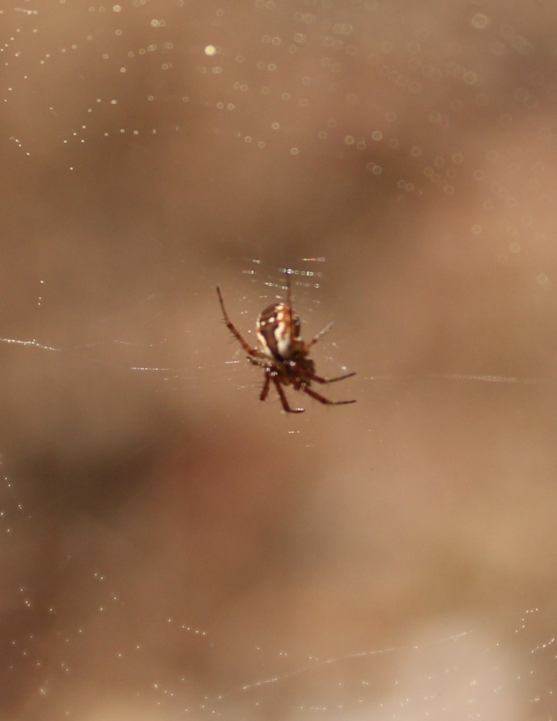 Tuft-legged Orbweaver from McBee, SC 29101, USA on March 16, 2023 at 09 ...