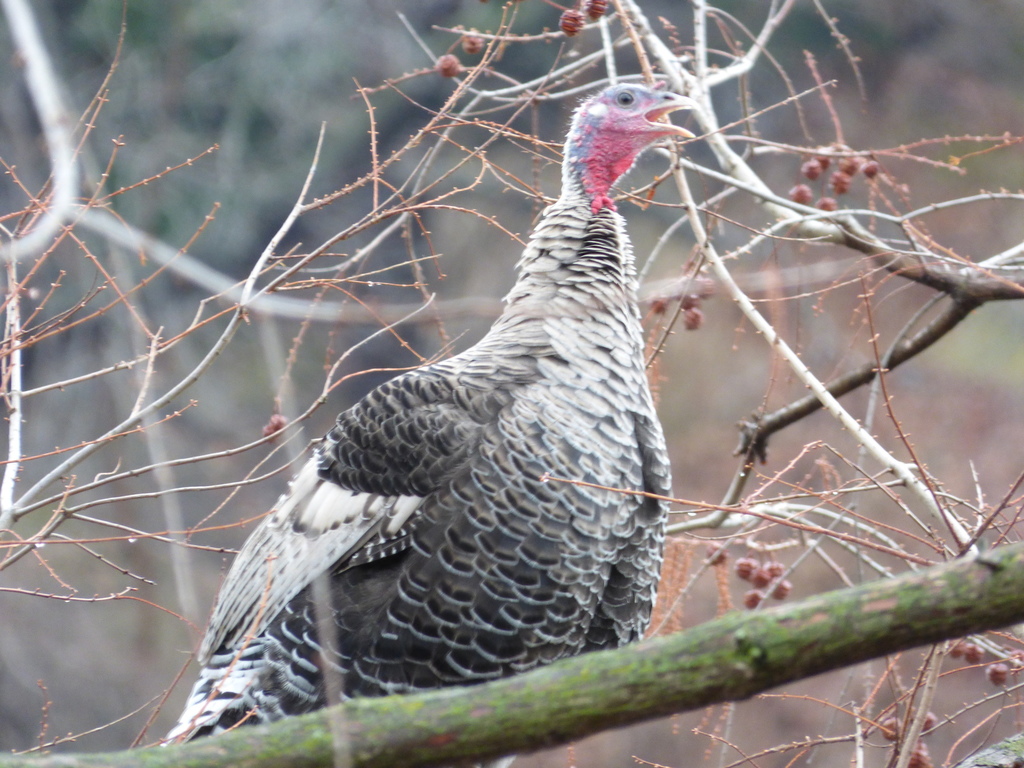Wild Turkey from High Park-Swansea, Toronto, ON, Canada on March 15 ...