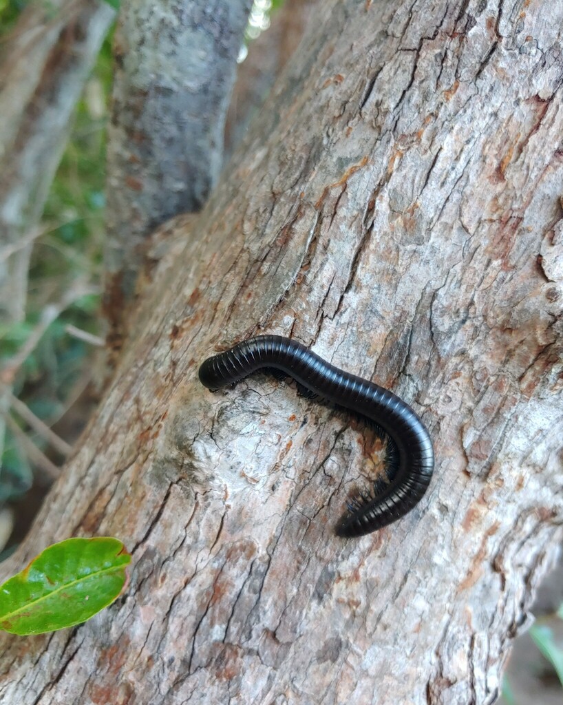 Julidae from Caneel Bay, Cruz Bay, St John 00830, USVI on December 03 ...