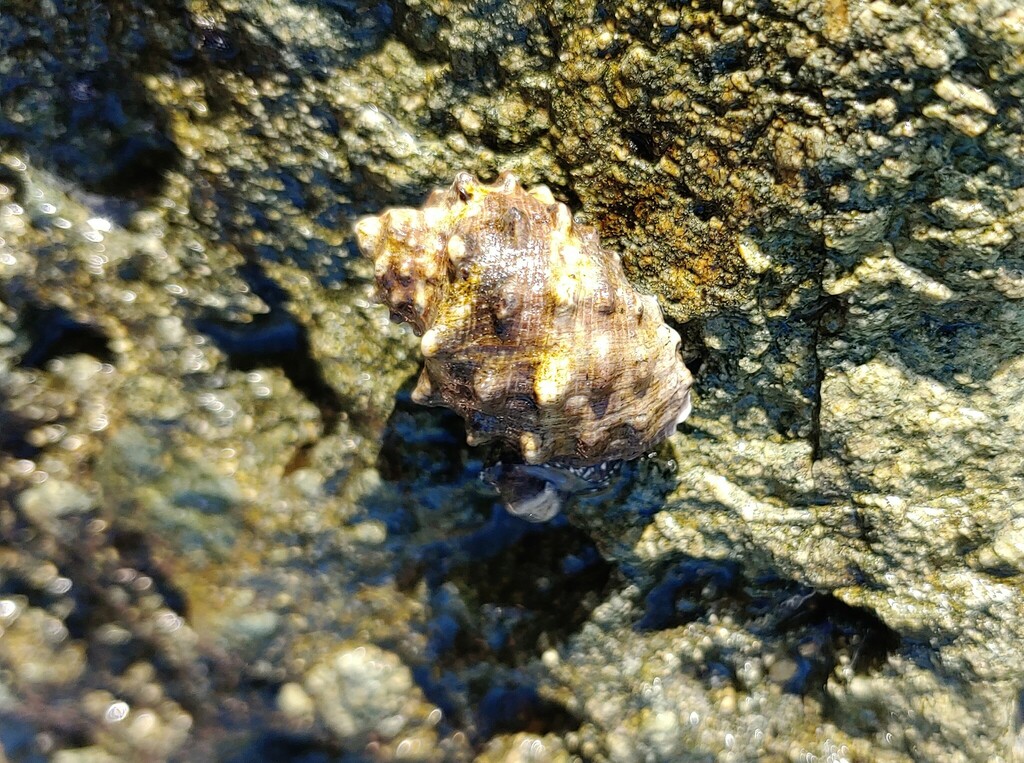 Widemouth Rocksnail from Caneel Bay, Cruz Bay, St John 00830, USVI on ...