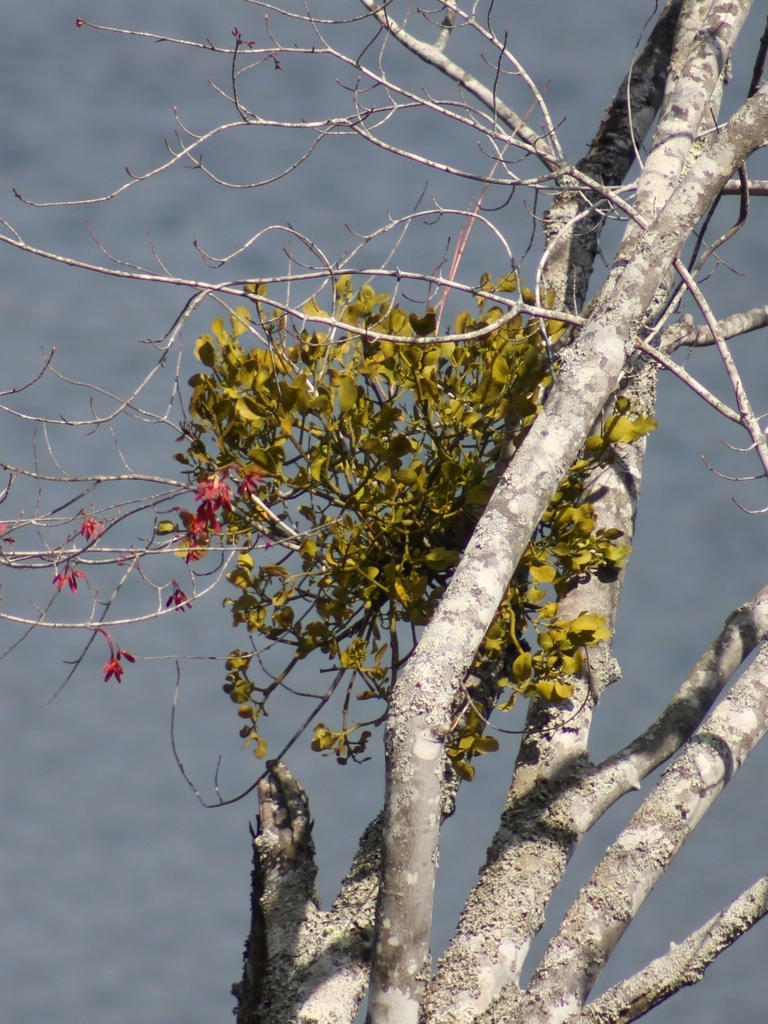 American Mistletoe from McBee, SC 29101, USA on March 16, 2023 at 10:40 ...