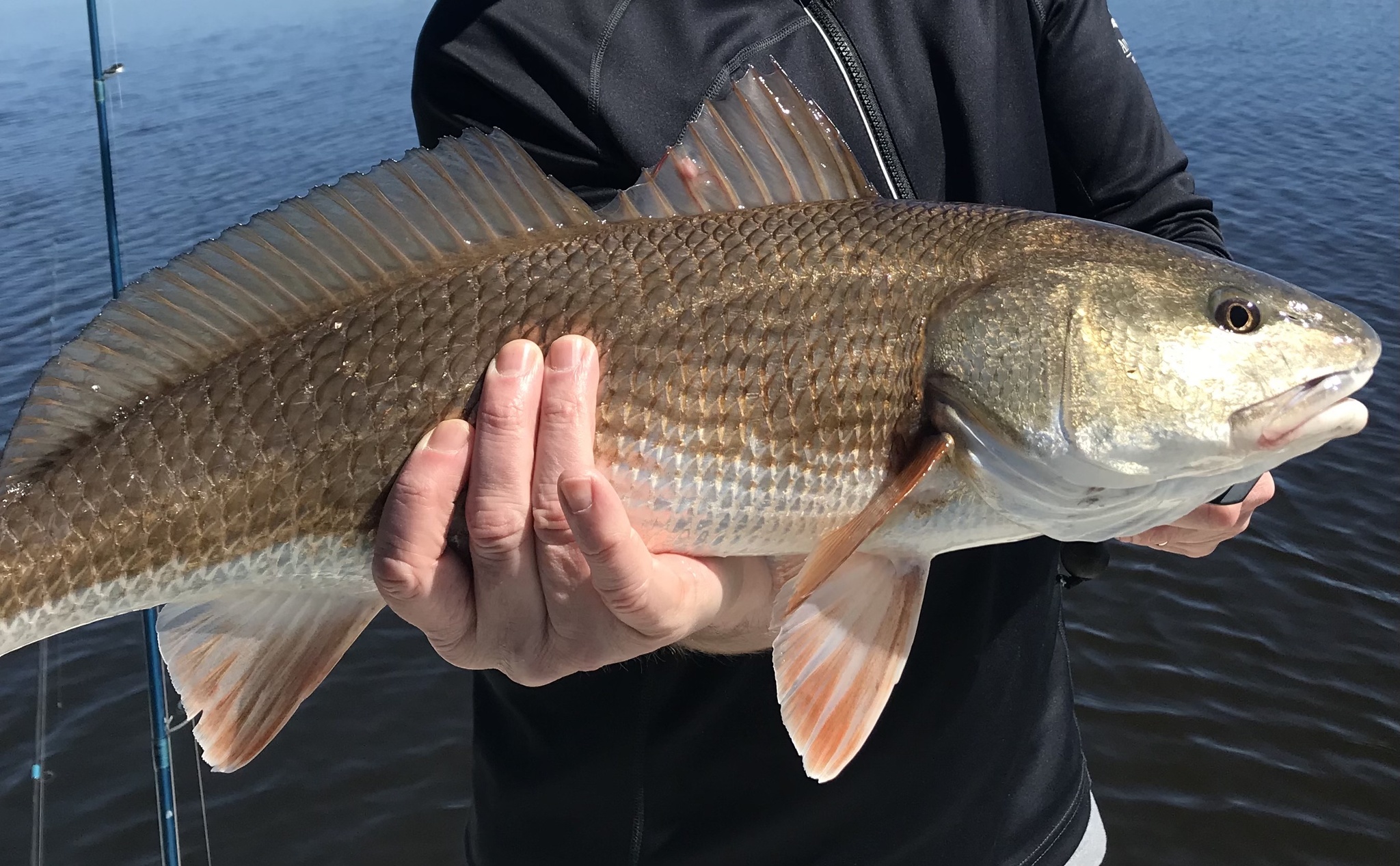 Sciaenops ocellatus (Linnaeus, 1766)