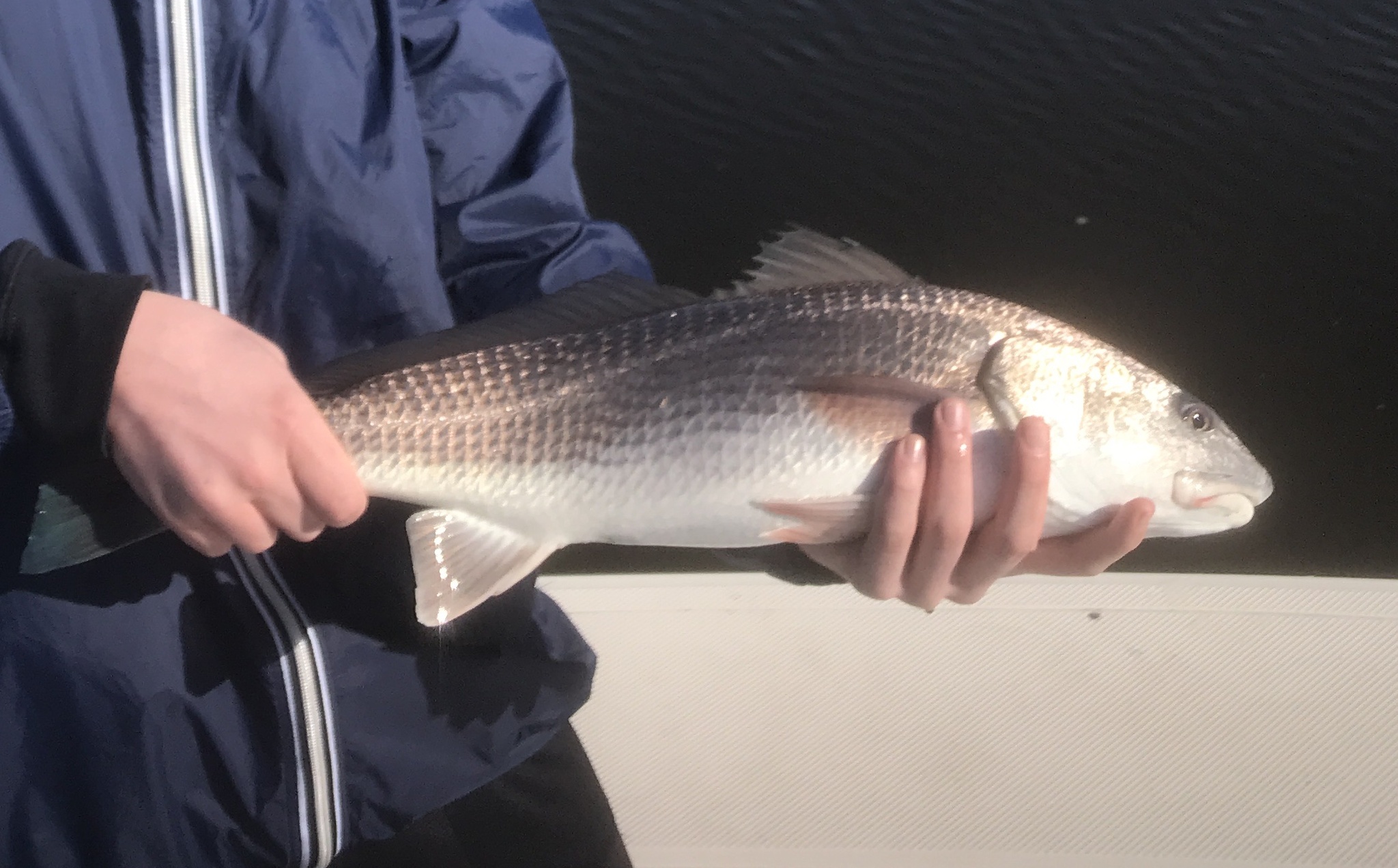 Sciaenops ocellatus (Linnaeus, 1766)