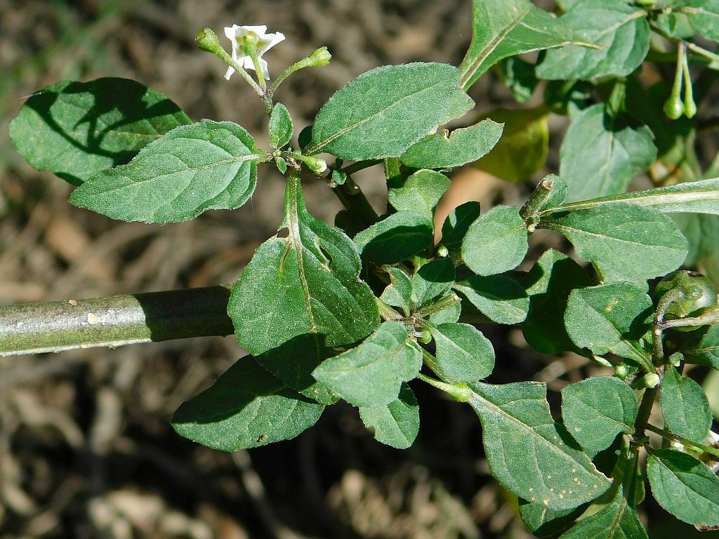 black nightshade from Greyton Loerkop, 7233, South Africa on March 16 ...