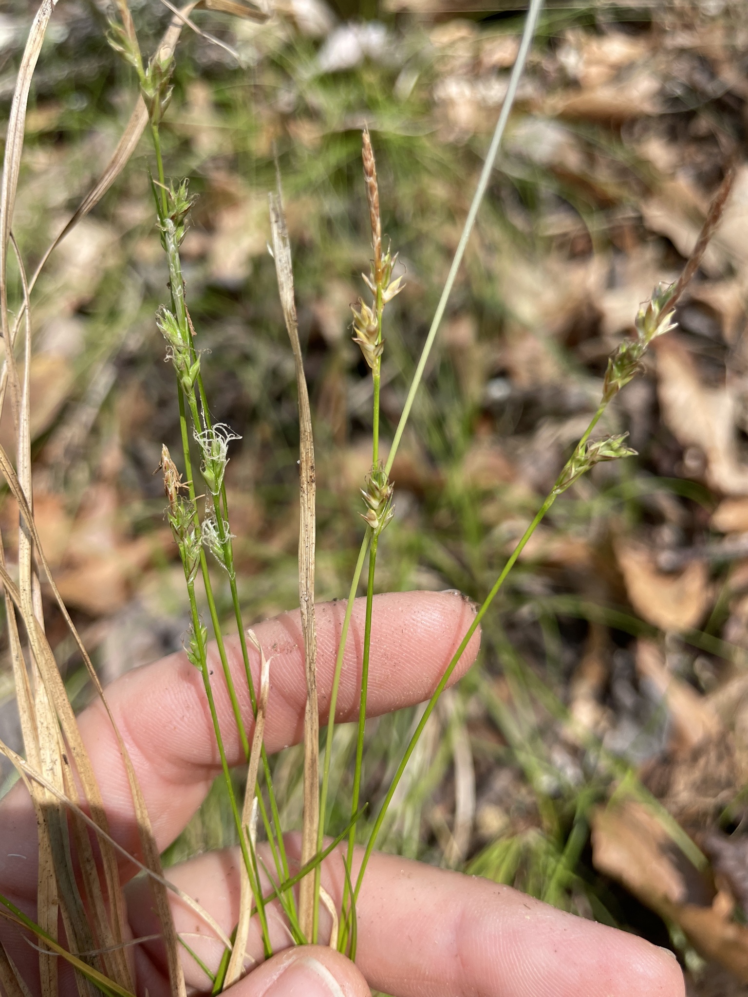 Carex albicans Willd. ex Spreng.