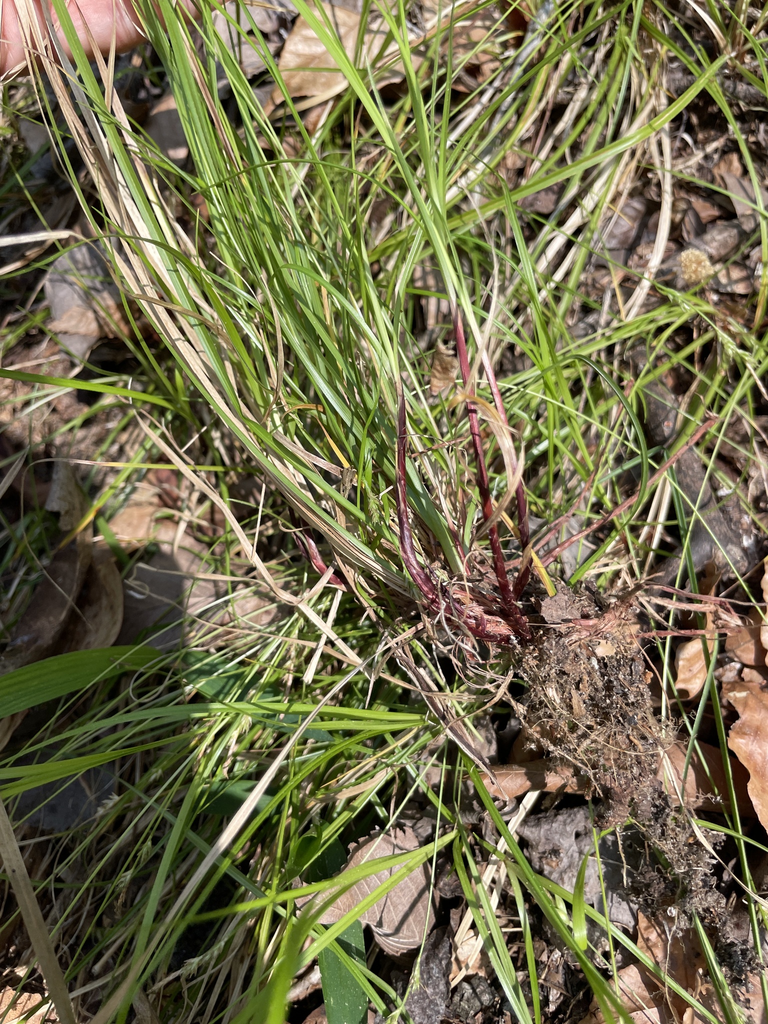 Carex albicans Willd. ex Spreng.