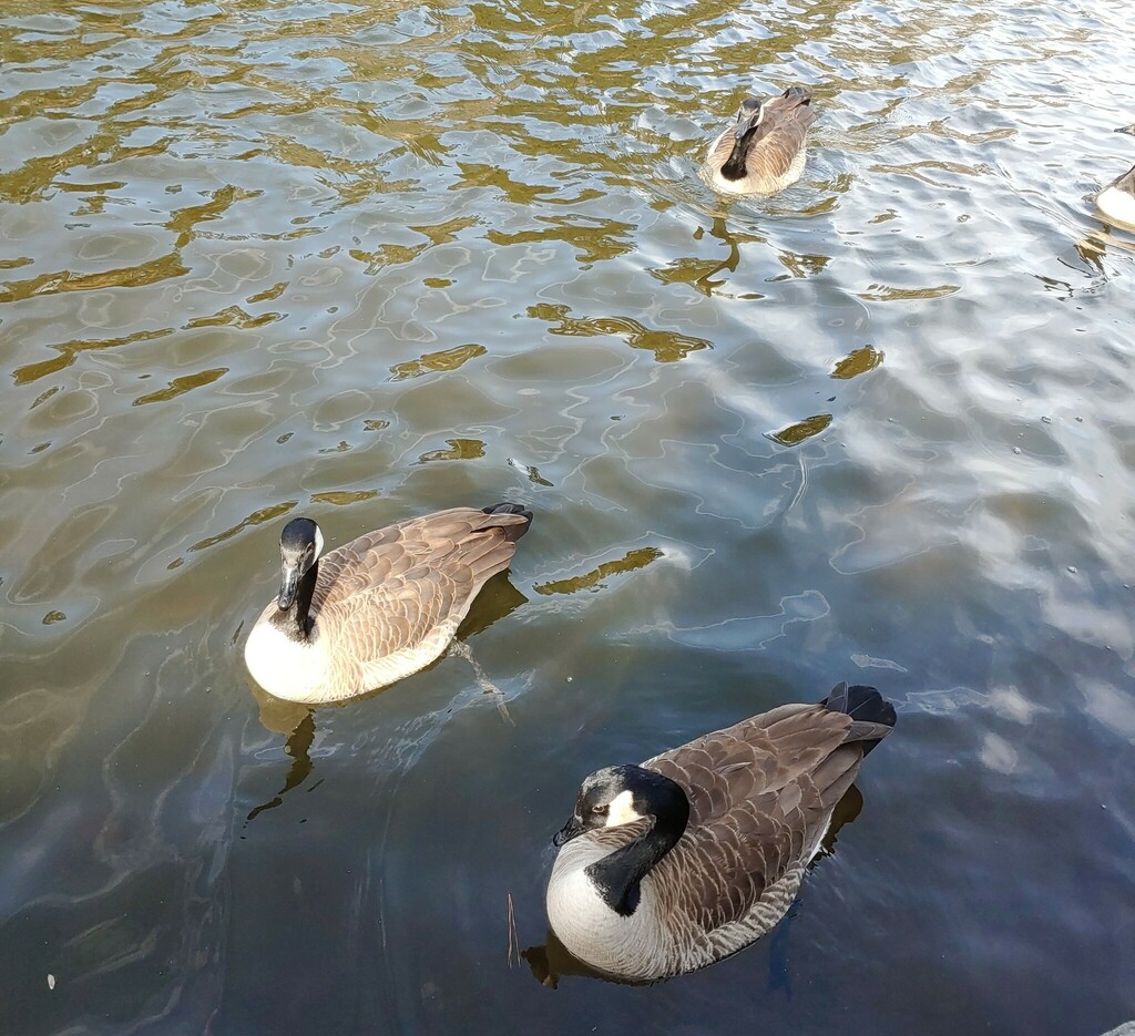Canada Goose from Snellville, GA, USA on December 24, 2021 at 11:20 AM ...