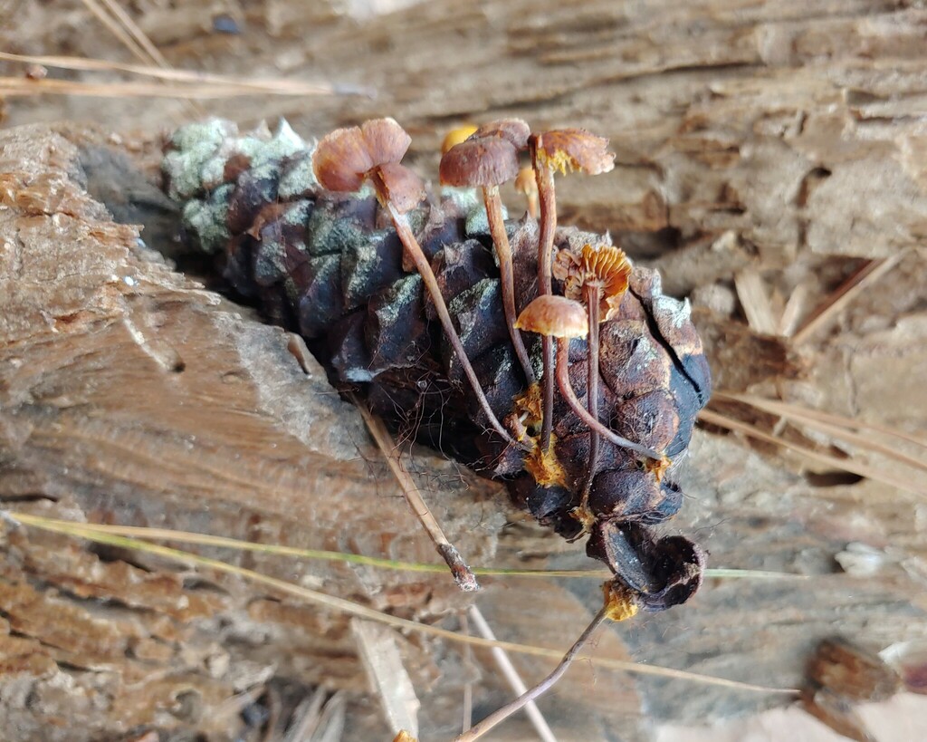 Conifercone Cap from Mountain Park, GA, USA on December 27, 2021 at 11: ...