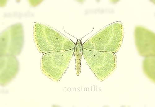 Nemoria consimilis · NaturaLista Colombia