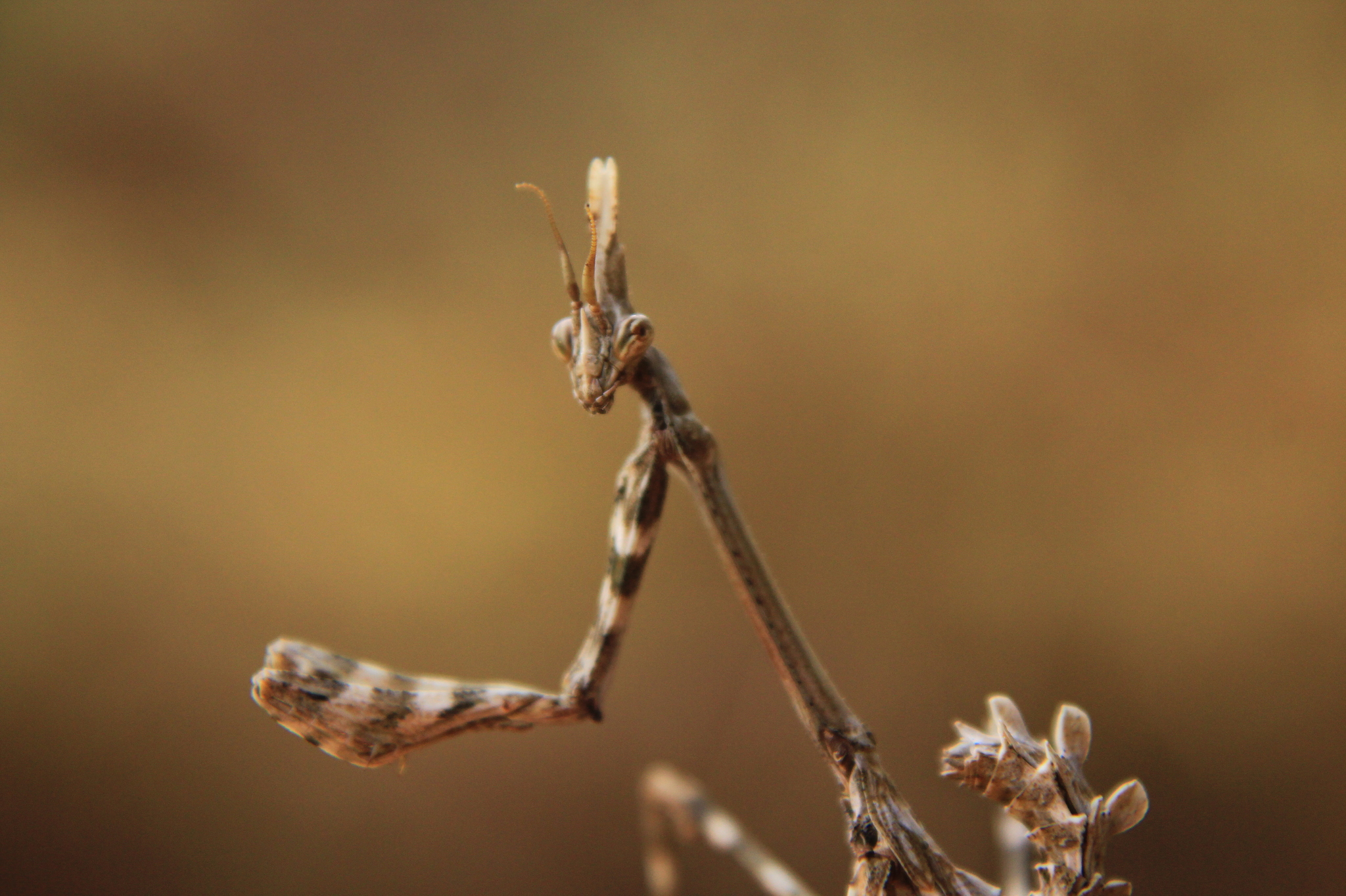 Empusa pennata (Thunberg, 1815)