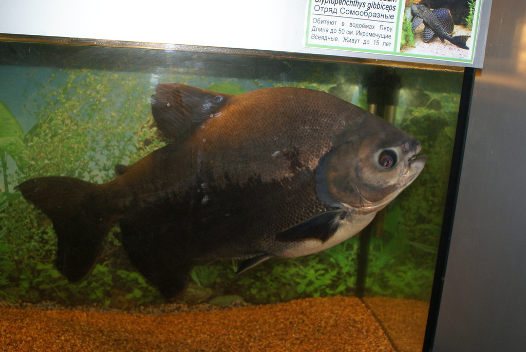 Red-bellied Pacu (Piaractus brachypomus) - Marine Life Identification