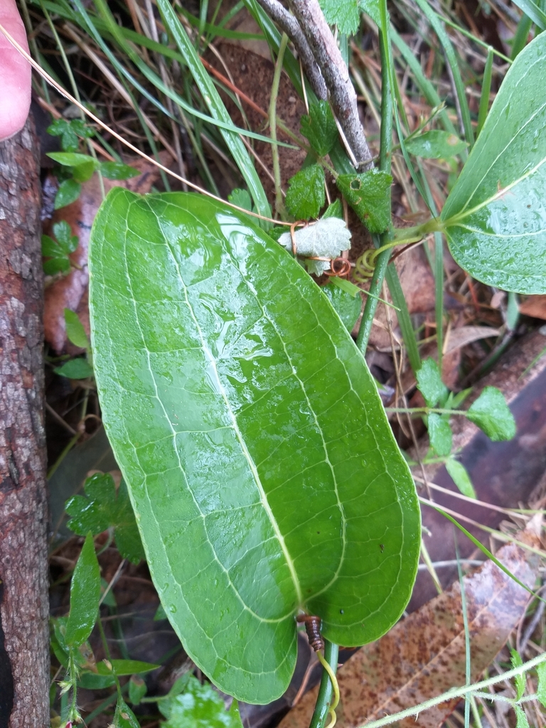 Austral Sarsaparilla from Main Creek NSW 2420, Australia on March 15, 2023 at 09:33 AM by ...