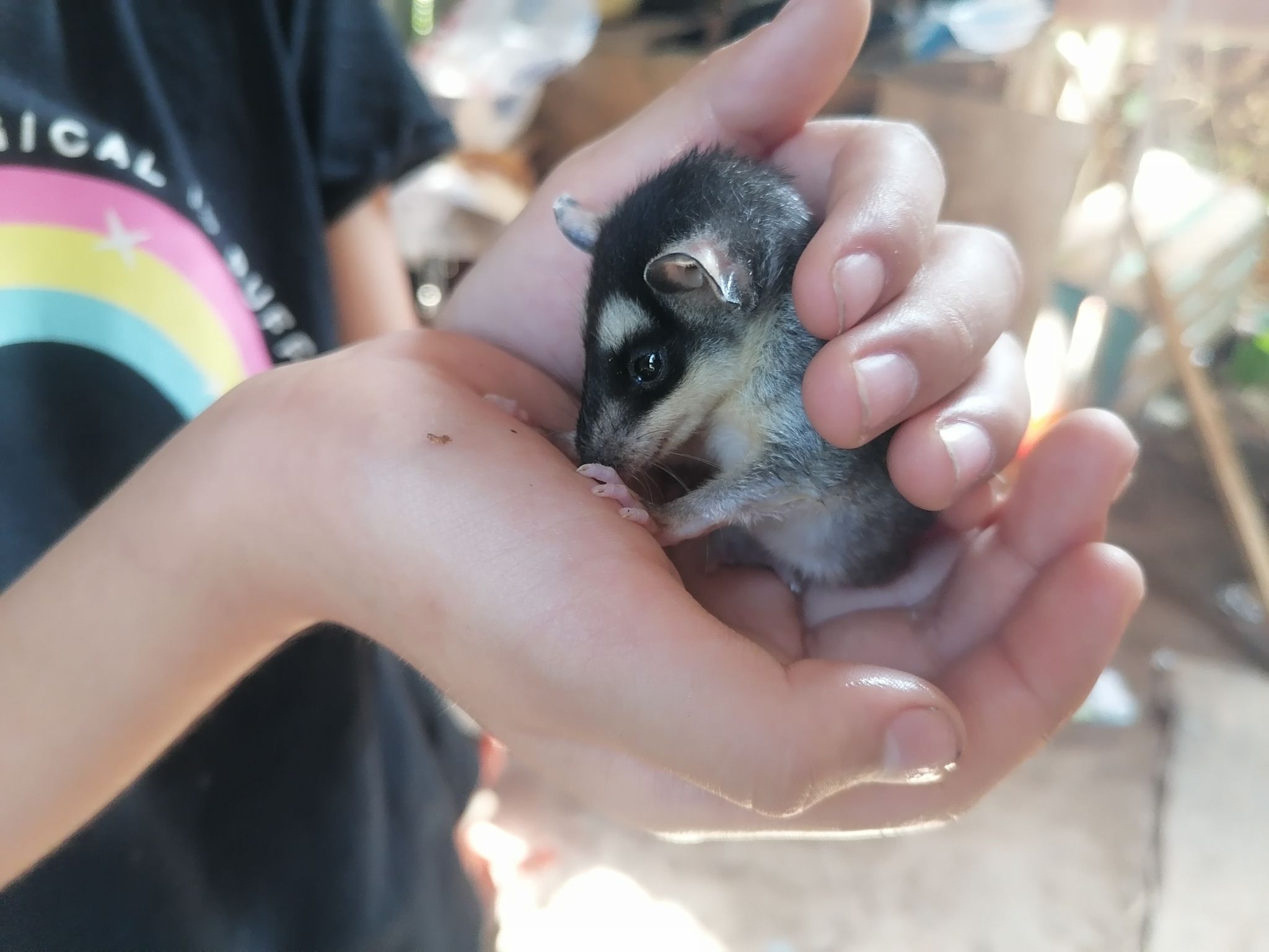 Philander opossum (Linnaeus, 1758)