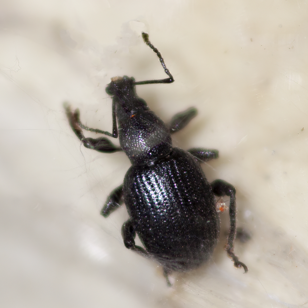 Lilac Root Weevil from Meeker, CO 81641, USA on August 10, 2010 at 11: ...