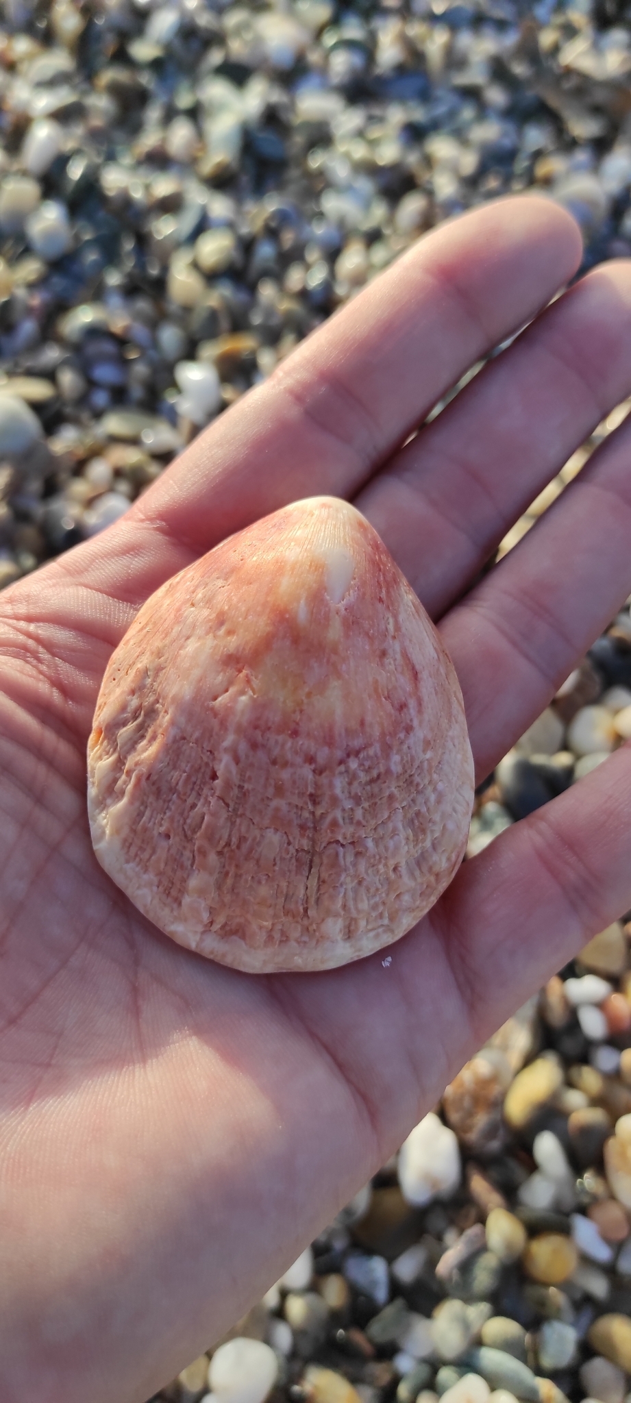 Spondylidae