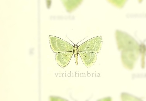 Lissochlora viridifimbria · iNaturalist