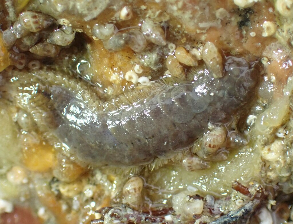Scaleworms from La Rocque on March 10, 2023 at 03:25 PM by Nicolas ...