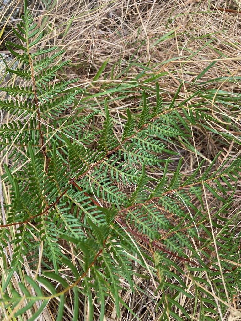 Austral Bracken from Macraes, New Zealand on March 14, 2023 at 05:18 PM ...