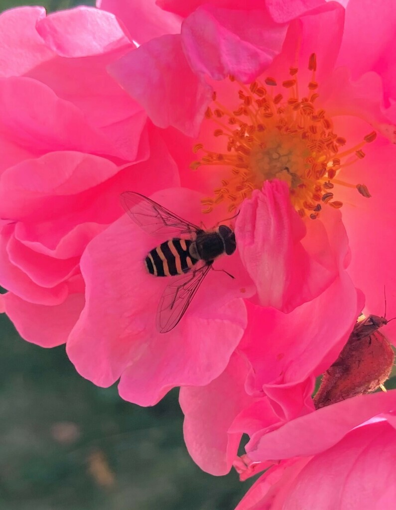 Hover Flies from Douglasdale, Calgary, AB T2Z, Canada on September 24 ...