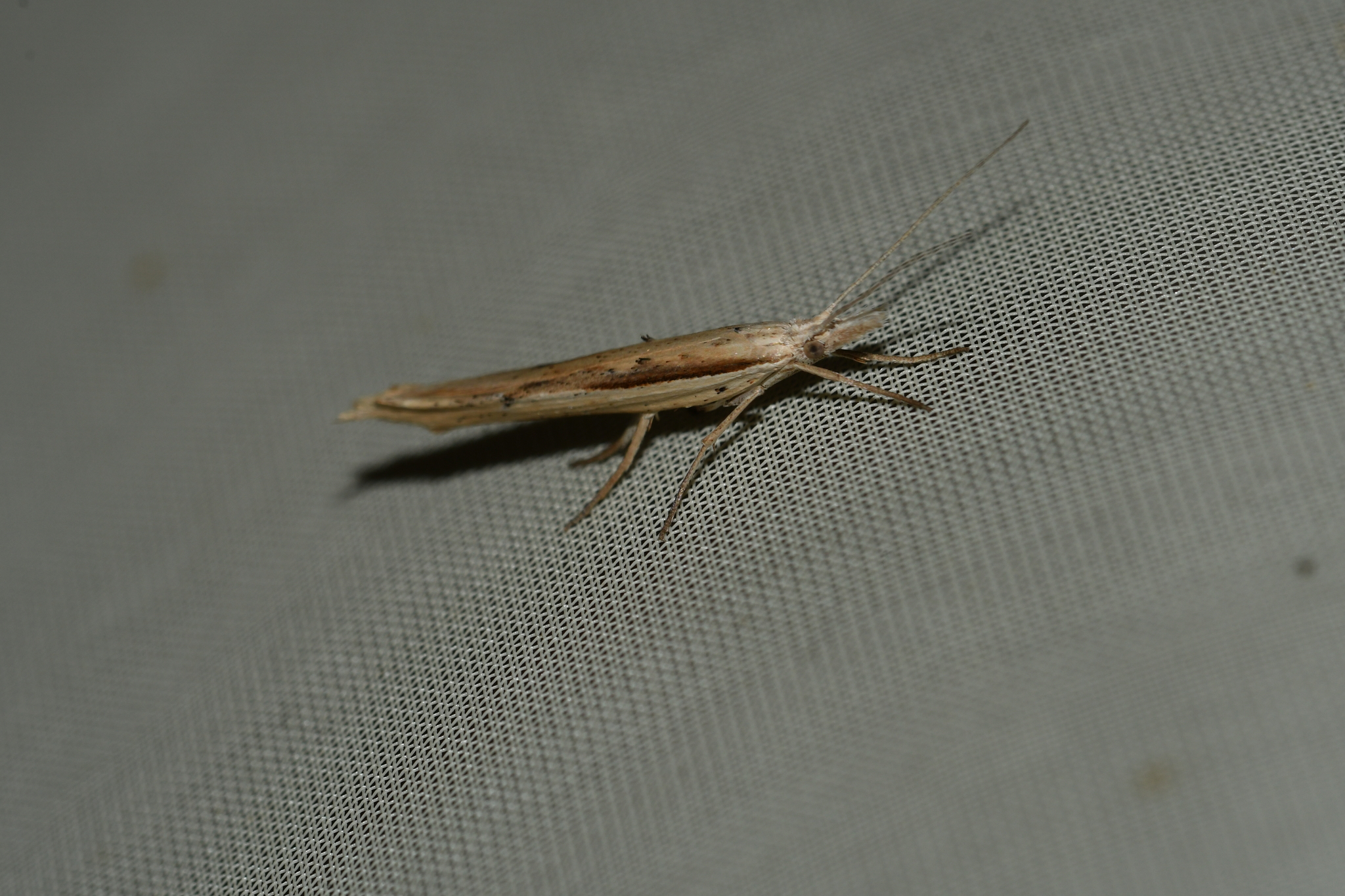 Ypsolopha mucronella (Scopoli, 1763)